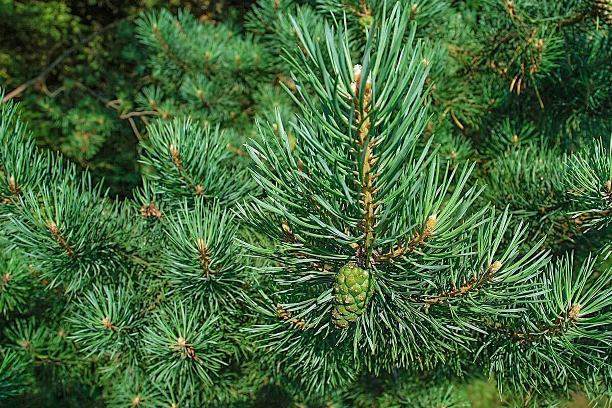 What Is A Tree Survey 